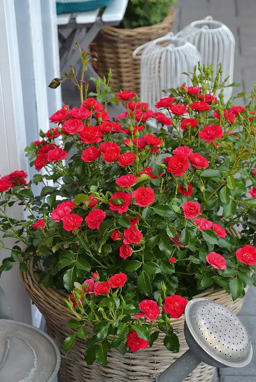 Buy Rose 'Flower Carpet Mini Cherry' Plants Online NZ
