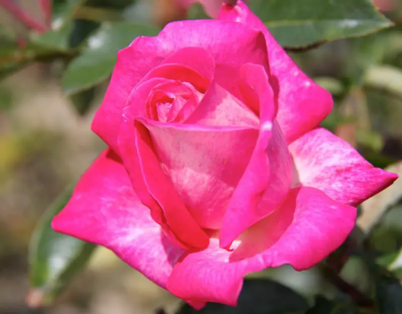 Buy Rose Gaujard Plants | Free Shipping Over $150