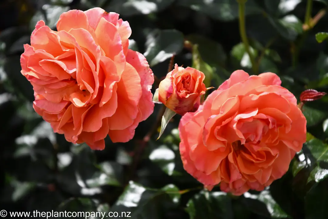 Buy Rose Ginger Kisses Plants | Free Shipping Over $150