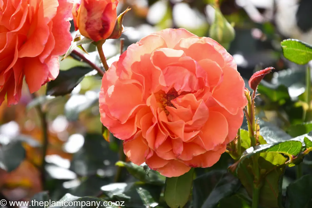 Buy Rose Ginger Kisses Standard Plants | Free Shipping Over $150