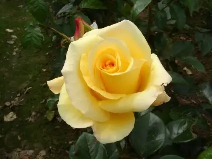Buy Glorious Rose Plants Online | Free Shipping NZ Wide
