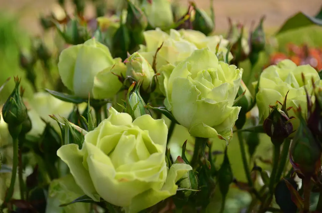Buy Rose Green With Envy Plants | Free Shipping Over $150