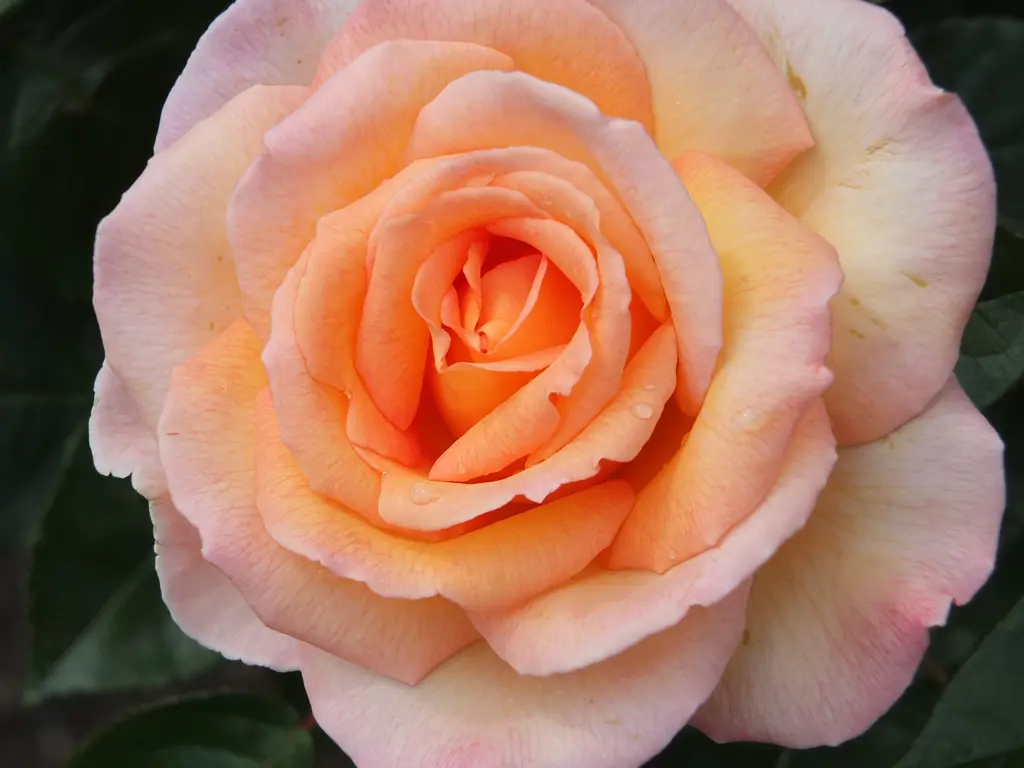 Buy Hamilton Garden Rose Plants Online | Free Shipping NZ