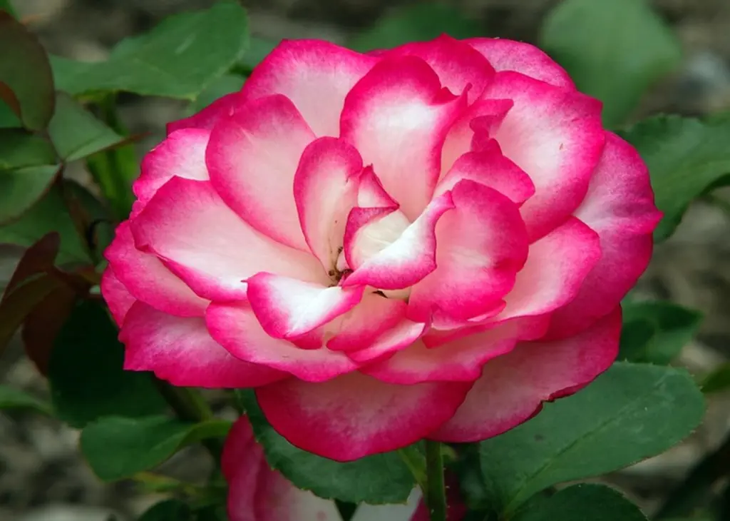 Buy Rose Hannah Gordon Plants Online | Free Shipping NZ Wide