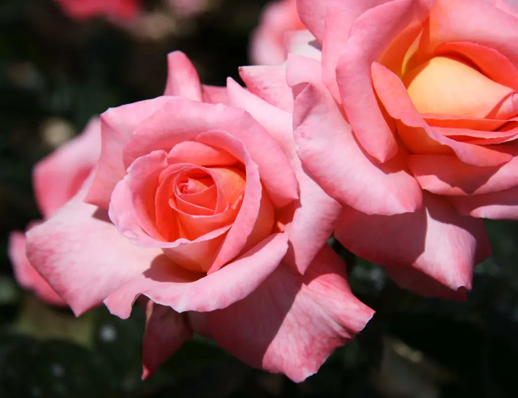Buy Heart Throb Rose Plants Online | Free Shipping NZ Wide