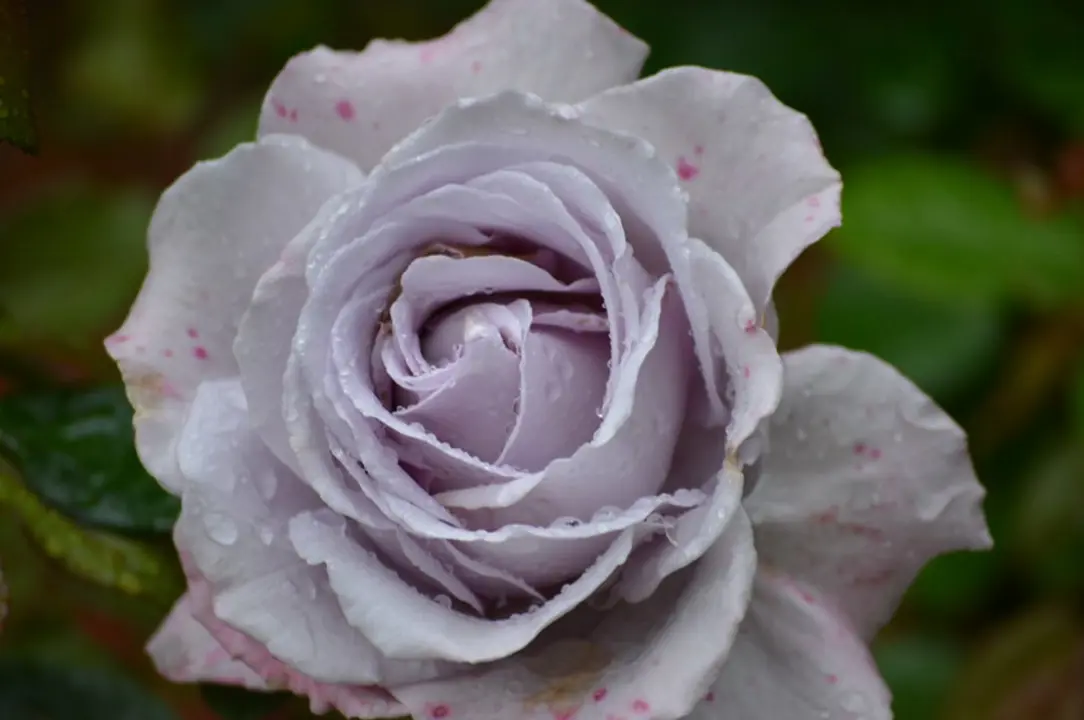 Buy Hi Ho Silver Rose Plants Online | Free Shipping NZ Wide