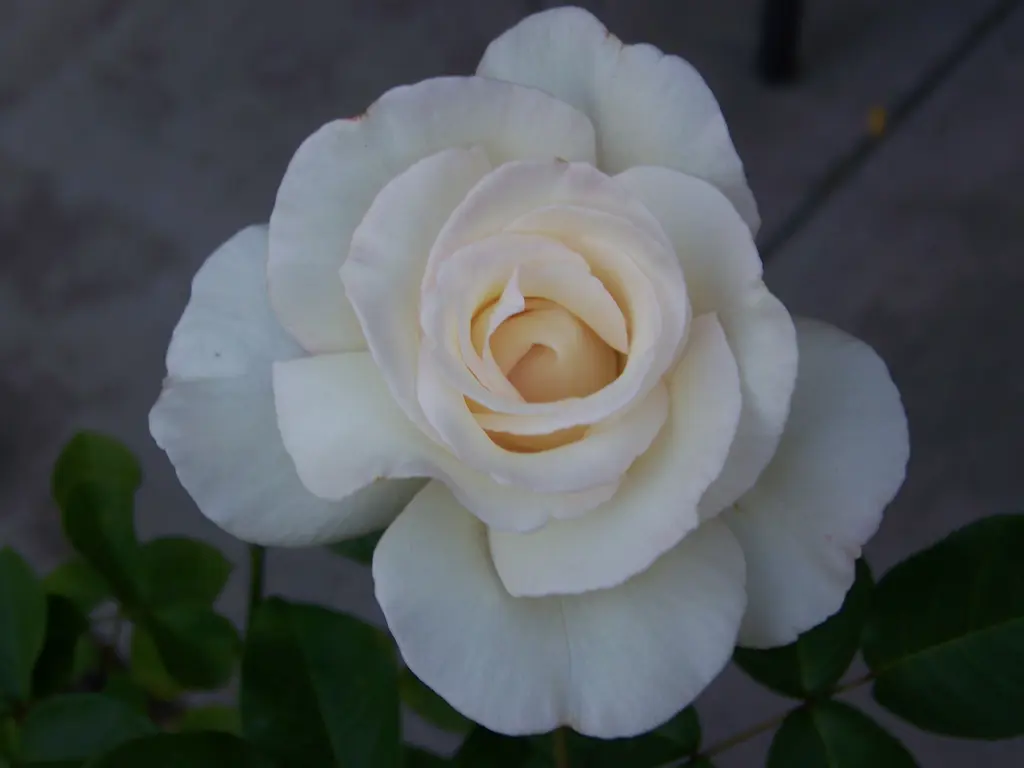 Buy Honor Rose Plants Online | Free Shipping NZ Wide