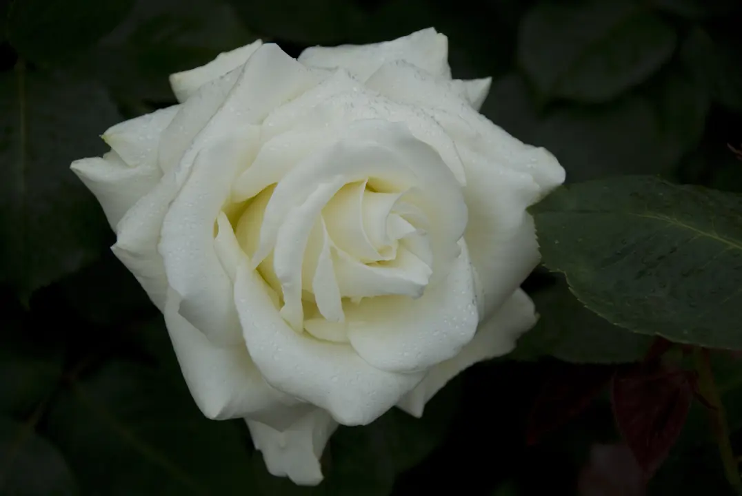 Buy Rose Ice Cream Plants Online | Free Shipping NZ Wide