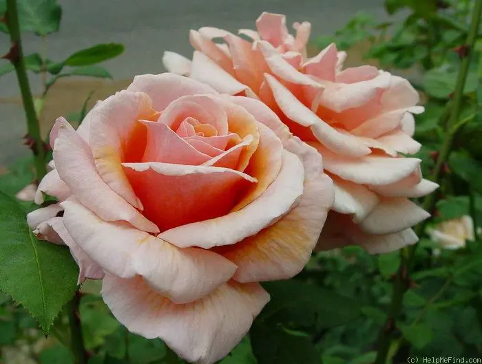 Buy Rose Iced Ginger Plants | Free Shipping Over $150