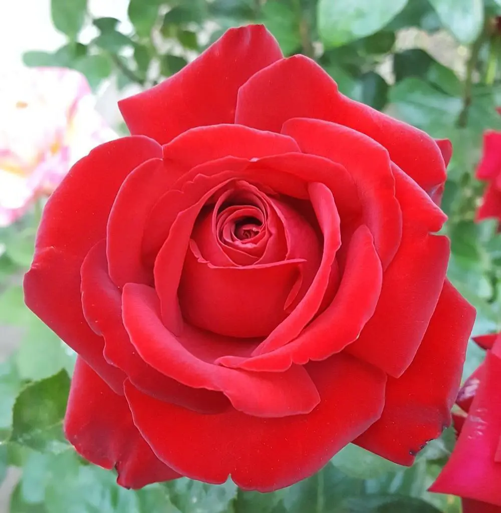 Buy 'Ingrid Bergman' Rose Plants Online | Free Shipping NZ