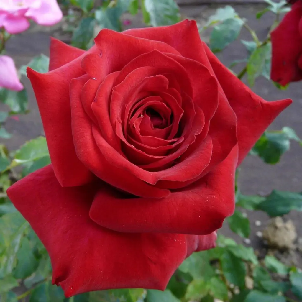Buy Josephine Bruce Rose Plants Online | Free Shipping NZ