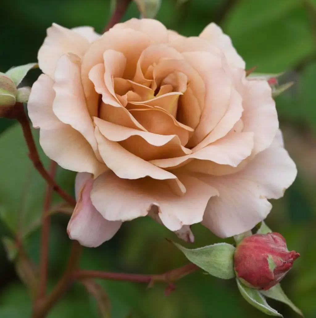 Buy Julia Rose Hybrid Plants Online | Free Shipping NZ Wide