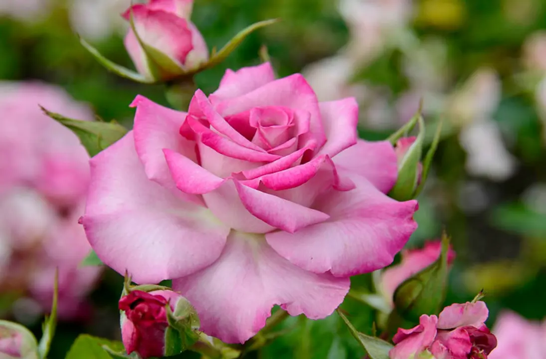 Buy Katherine Mansfield Rose Plants | Free Shipping NZ Wide