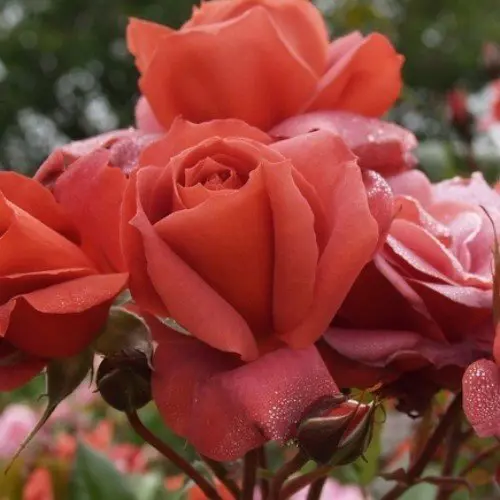 Buy Rose Kiwi Plants | Free Shipping Over $150