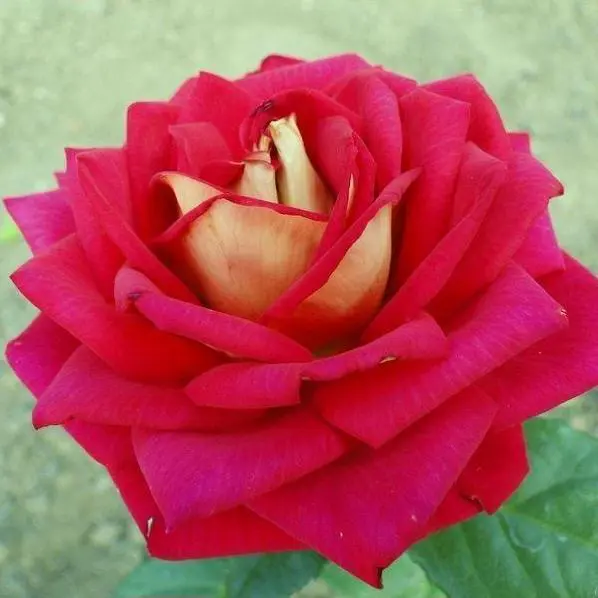 Buy Rose Kronenburg Plants | Free Shipping Over $150
