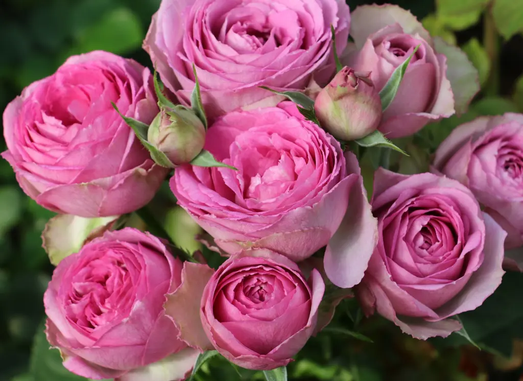 Buy Rose Lavender Lace Plants | Free Shipping Over $150