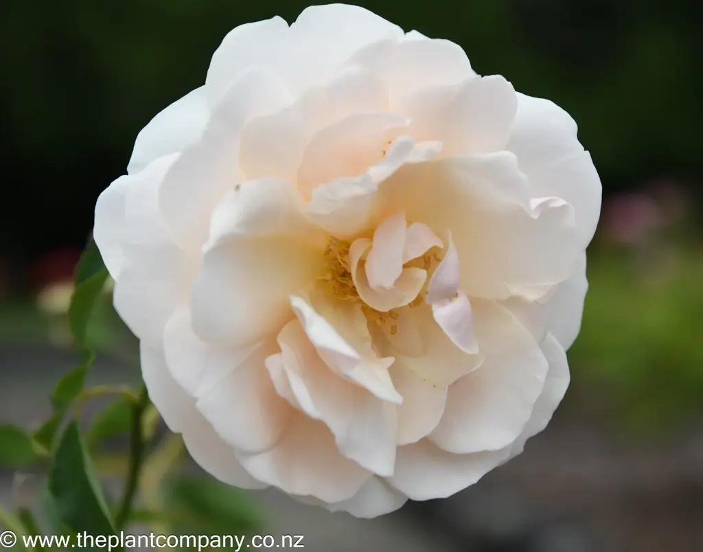 Enkelt Rose