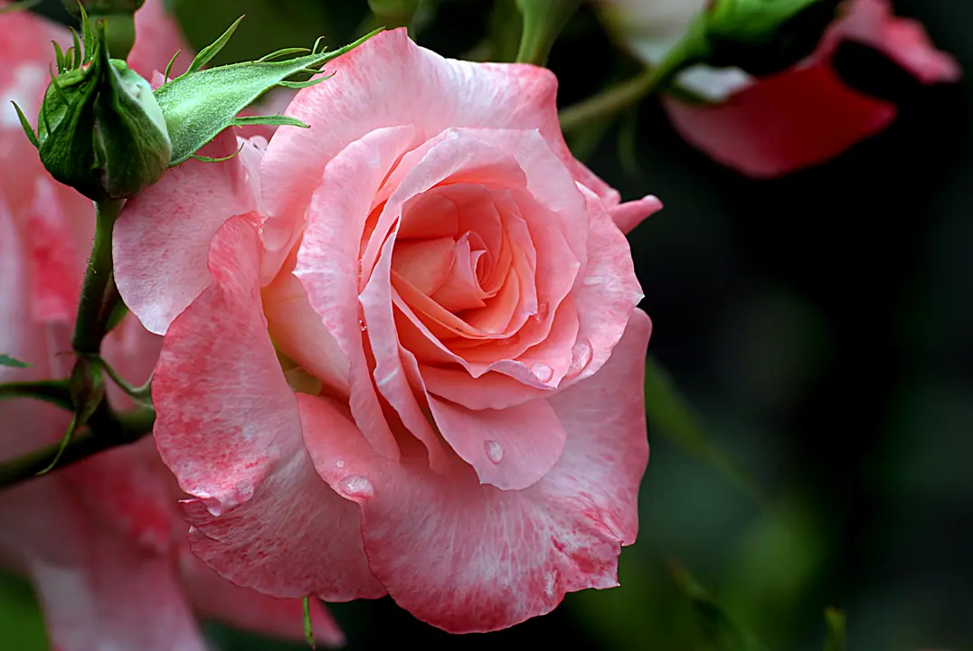Buy Rose Liverpool Echo Plants | Free Shipping Over $150