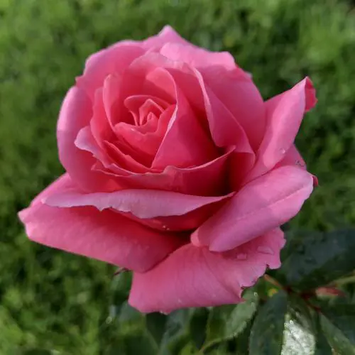 Buy Rose Love Always Standard Plants | Free Shipping Over $150