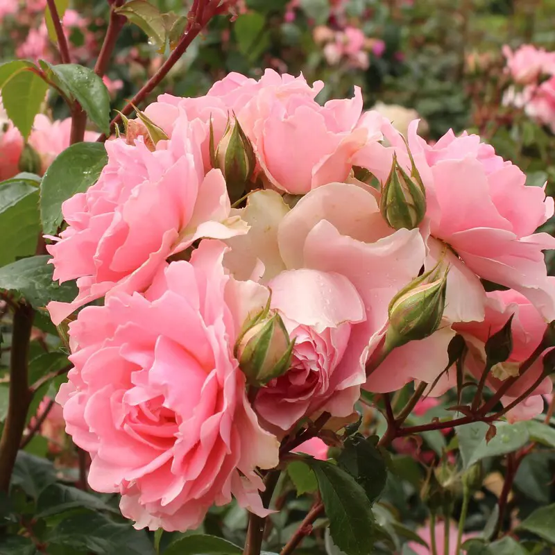 Buy Rose Love Always Plants | Free Shipping Over $150