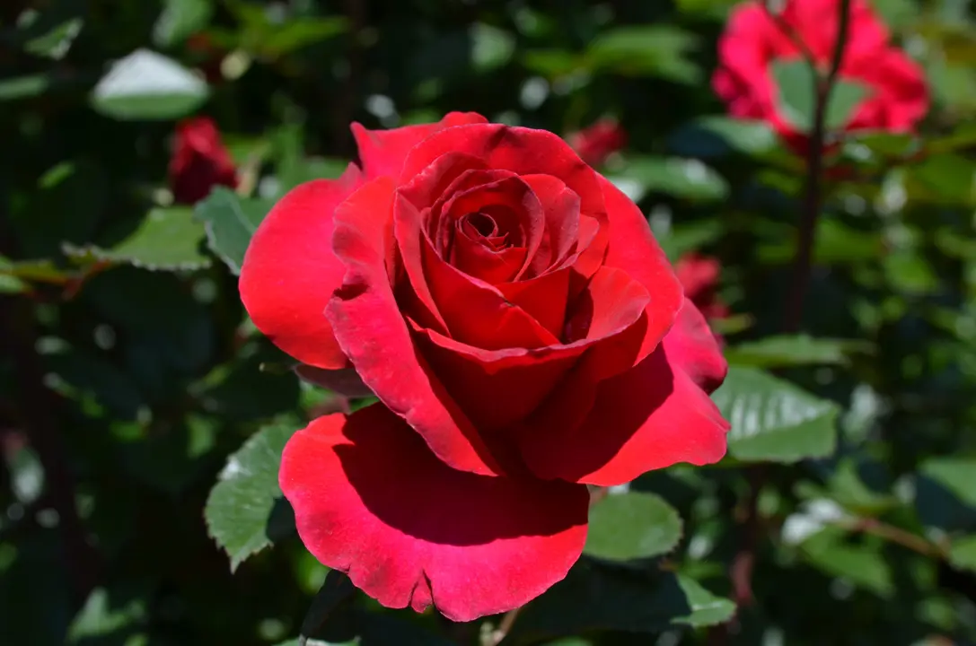 Buy Rose Love Heart Plants | Free Shipping Over $150