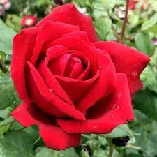 Buy Rose Loving Memory Plants | Free Shipping Over $150