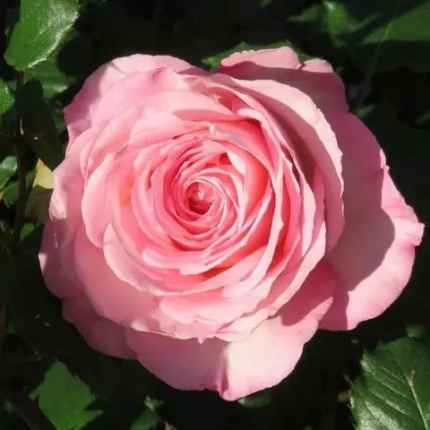 Buy Rose Madam President Plants | Free Shipping Over $150