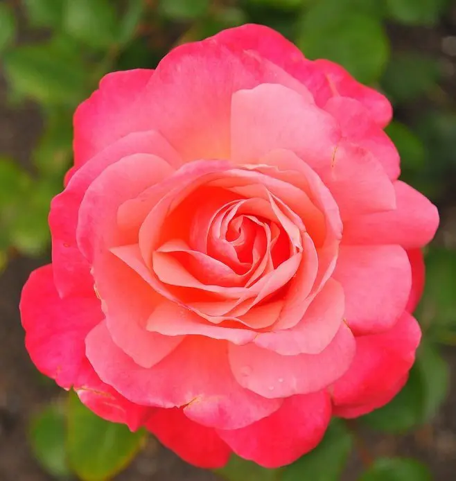 Buy Rose Maggie Barry Plants | Free Shipping Over $150