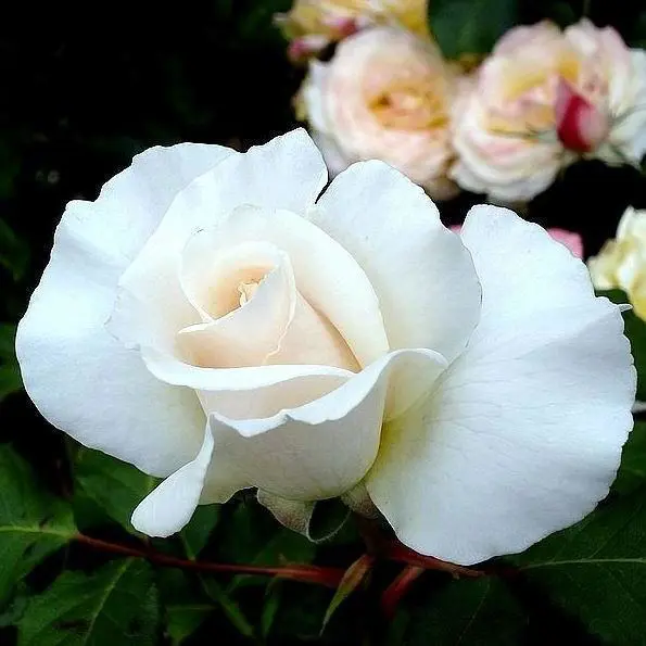 Buy Margaret Merrill Rose Plants Online | Free Shipping NZ