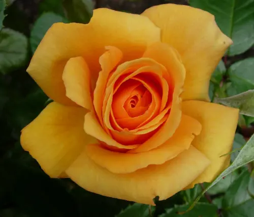 Buy Rose Matawhero Magic Plants | Free Shipping Over $150