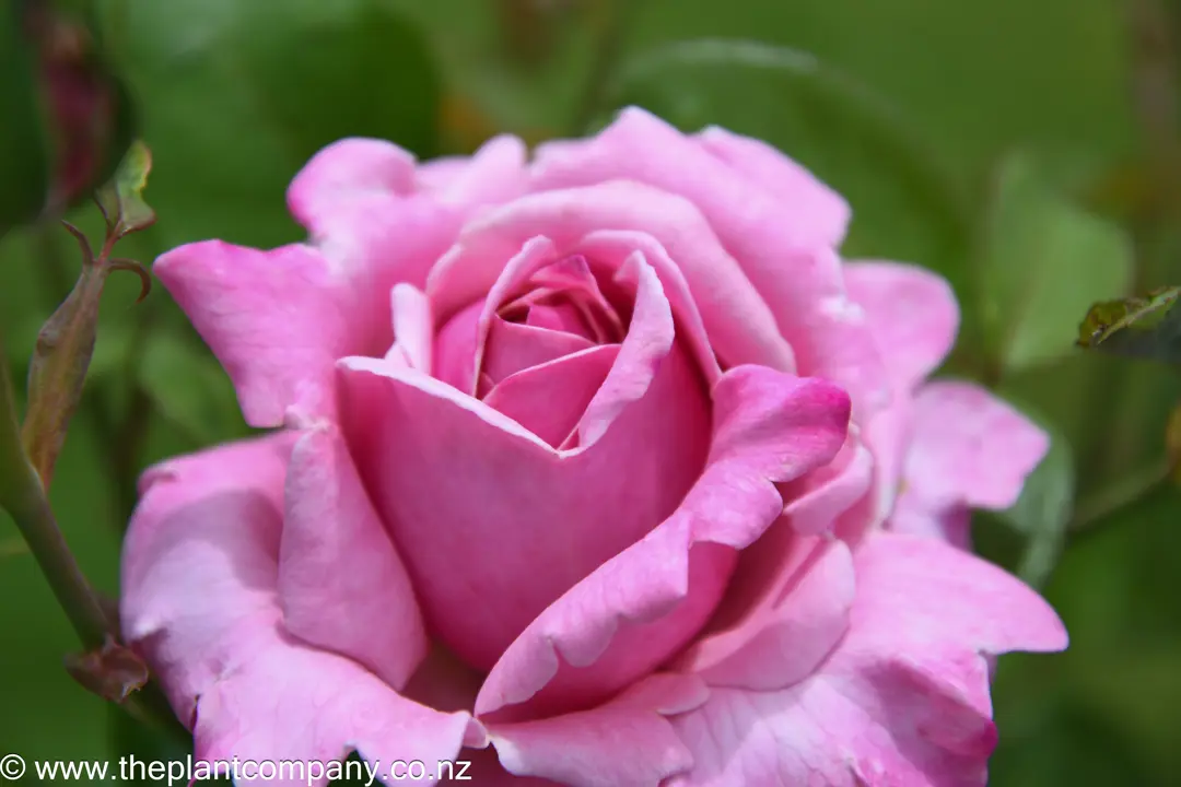 Buy Rose Memorial Day Plants | Free Shipping Over $150