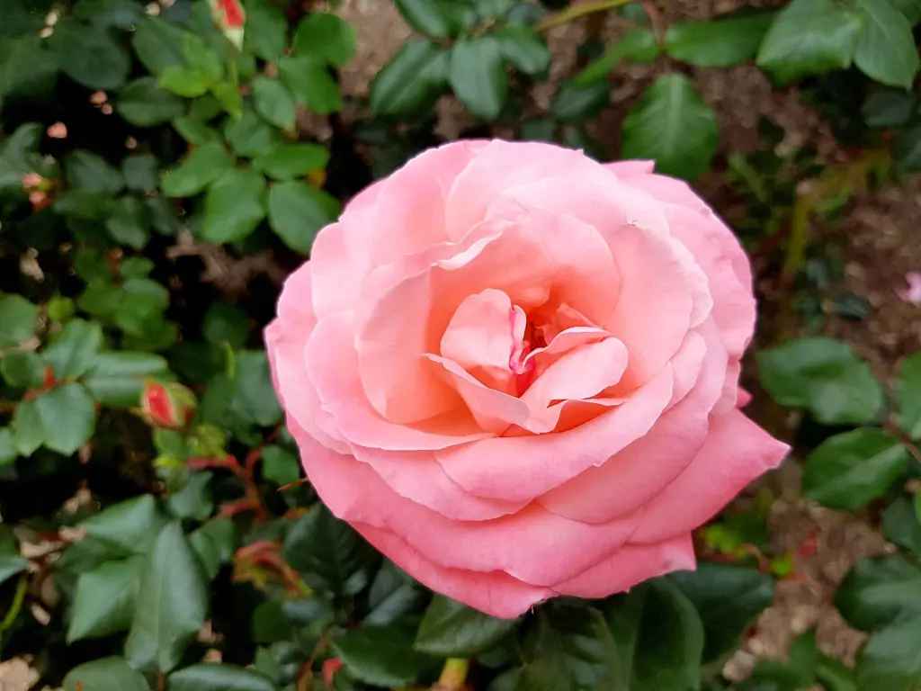 Buy Rose Minnie Watson Plants | Free Shipping Over $150