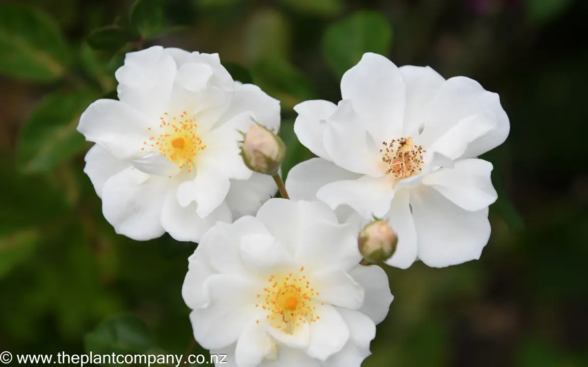 Buy Rose Moonlight Plants | Free Shipping Over $150