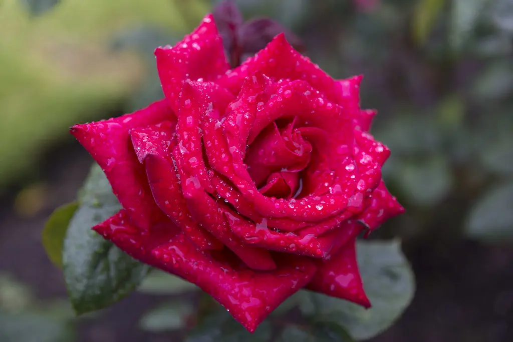 Buy Rose National Trust Plants | Free Shipping Over $150