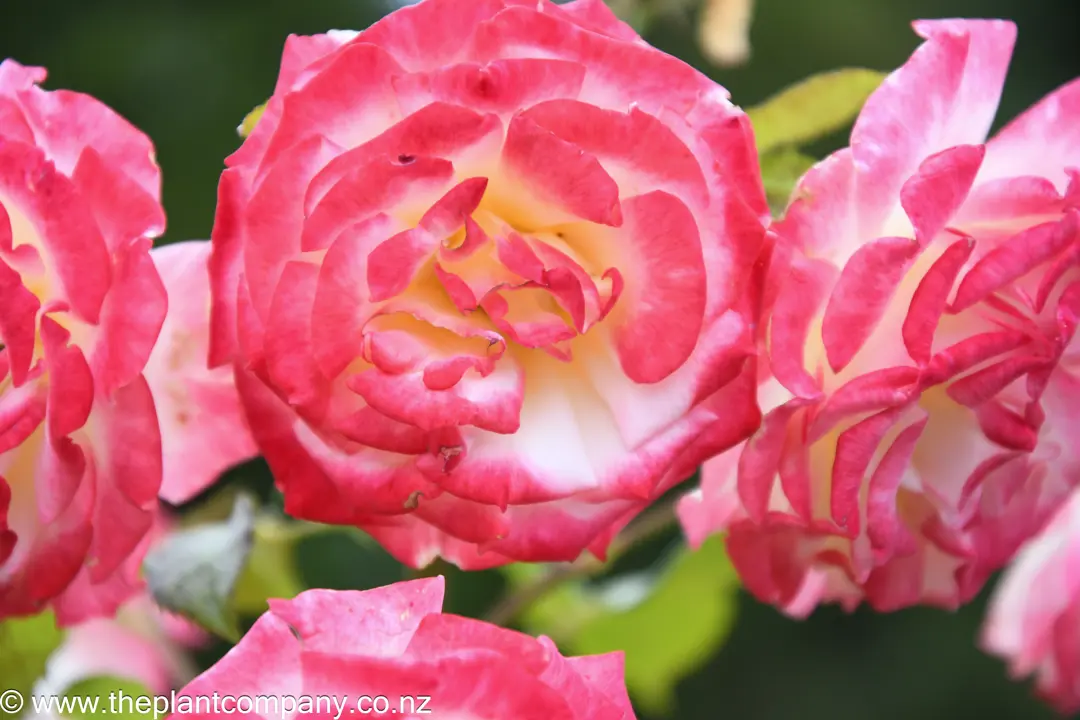 Buy Nicole Rose Plants Online | Free Shipping NZ Wide