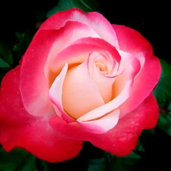 Buy Rose Nostalgia Plants | Free Shipping Over $150