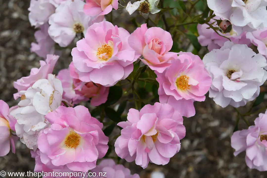 Buy Rose Pacific Glory Plants | Free Shipping Over $150