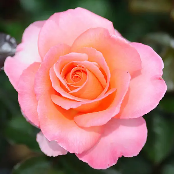 Rose Paddy Stephens | Free Freight Option