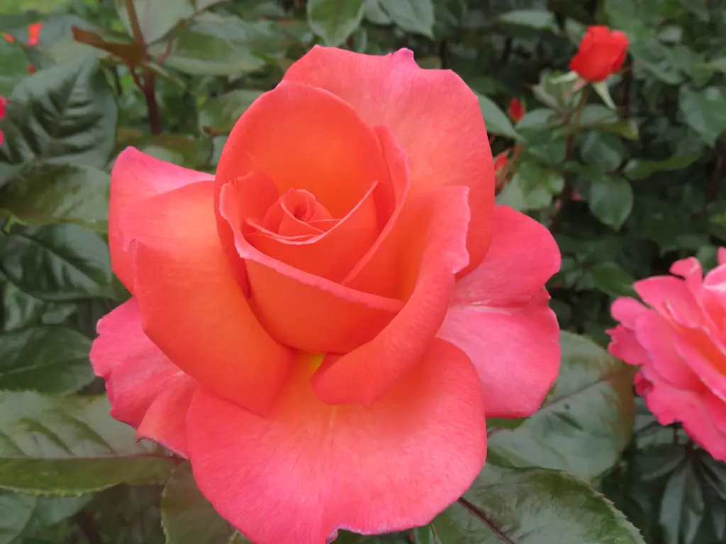 Buy 'Paddy Stephens' Rose Plants Online | Free Shipping NZ