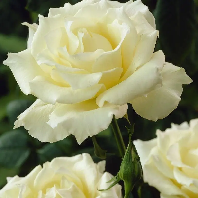 Buy Rose Pascali Plants | Free Shipping Over $150