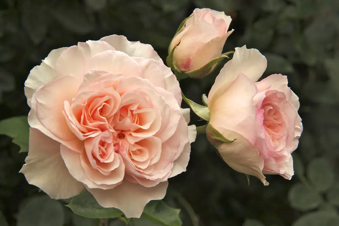 Buy Rose Perdita Plants | Free Shipping Over $150