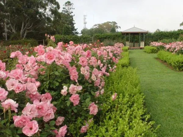 Buy Rose Simplicity Pink Baby Plants | Free Shipping Over $150