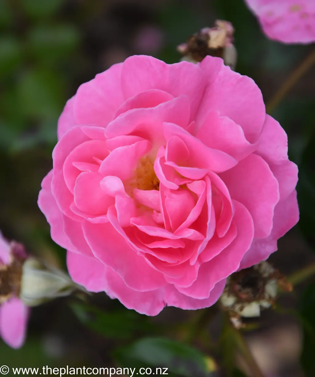 Buy Rose Pink Damask Plants Online | Free Shipping NZ Wide