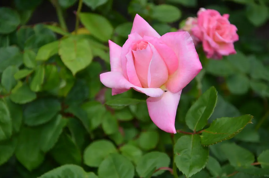 Buy Rose Pink Parfait Plants | Free Shipping Over $150
