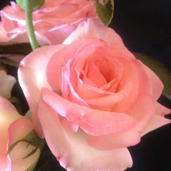 Buy Rose Princess De Monaco Plants | Free Shipping Over $150