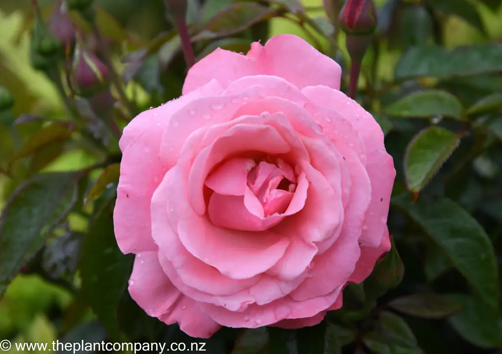Buy Rose Queen Elizabeth Standard Plants | Free Shipping Over $150