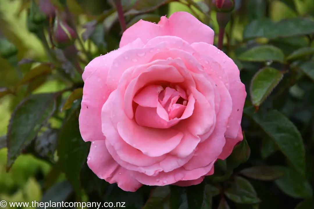 Buy Rose Queen Elizabeth Plants | Free Shipping Over $150
