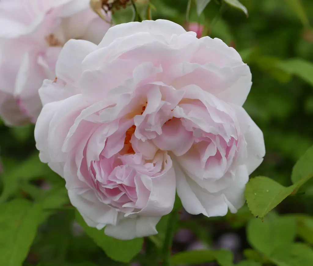 Buy Rose Redoute Plants | Free Shipping Over $150