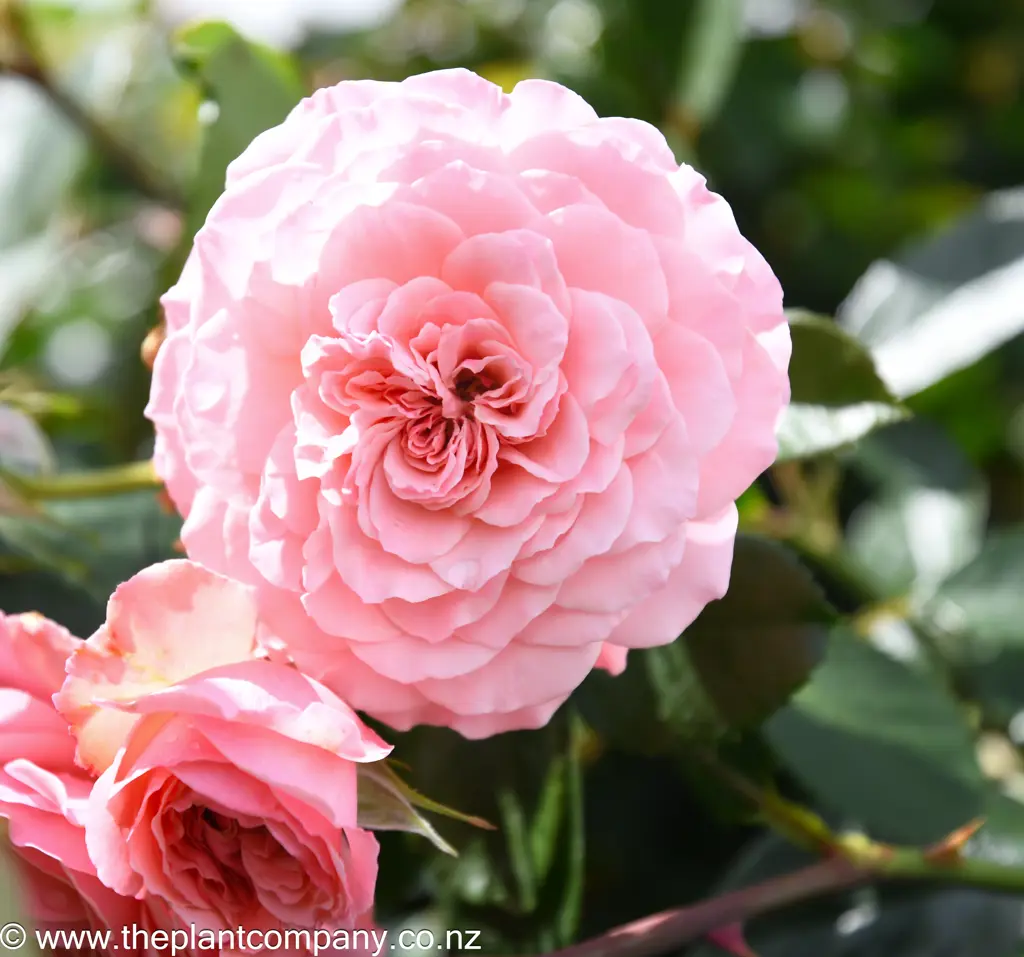 Buy Rose Sexy Rexy Standard Plants | Free Shipping Over $150