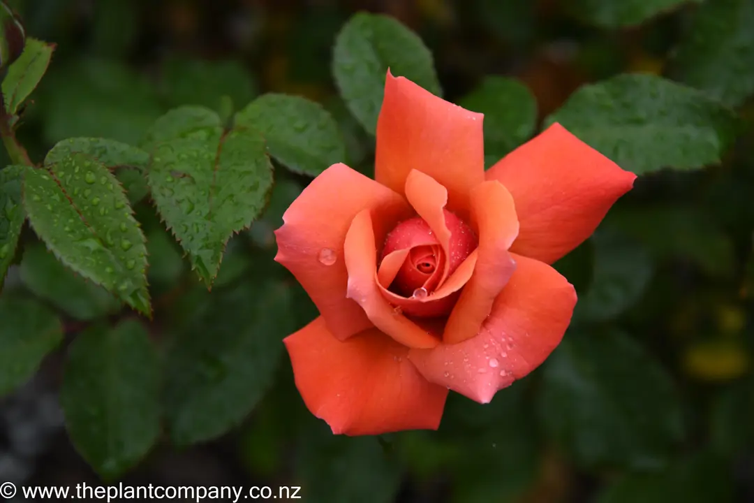 Buy Rose Smokey Joe Plants | Free Shipping Over $150